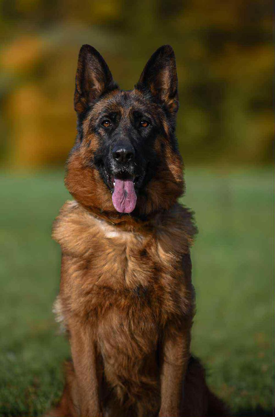 Queen Velky Tarok – Spitze German Shepherds