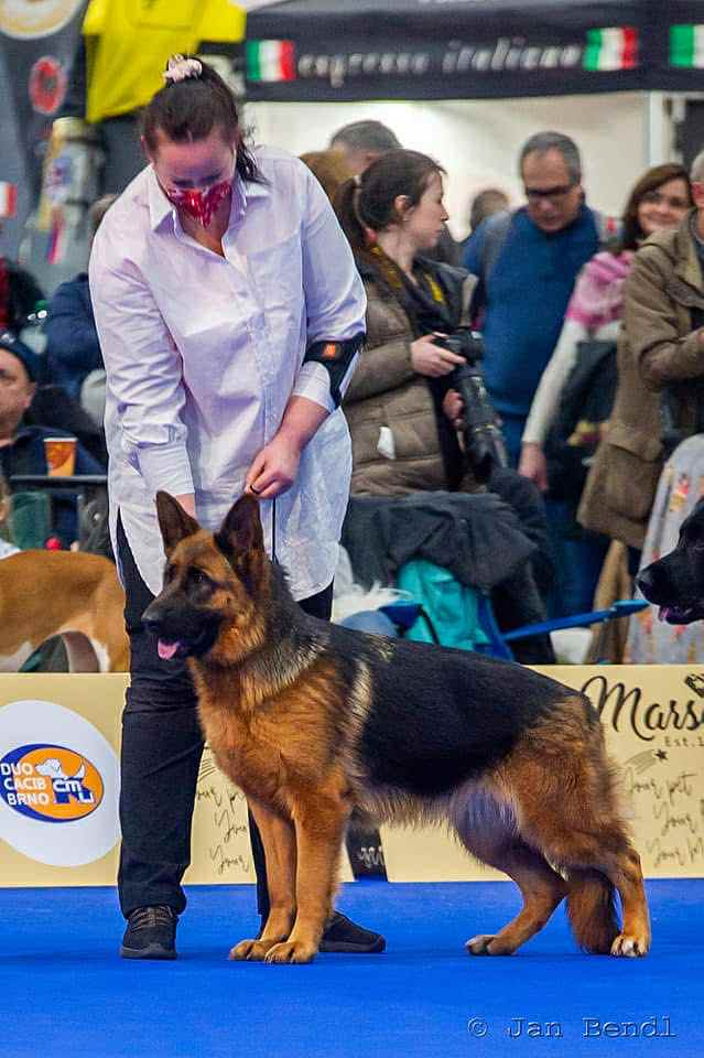 Queen Velky Tarok – Spitze German Shepherds